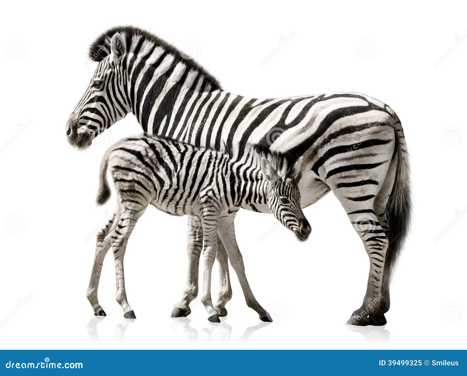 Mãe e bebê da zebra imagem de stock. Imagem de matriz - 39499325