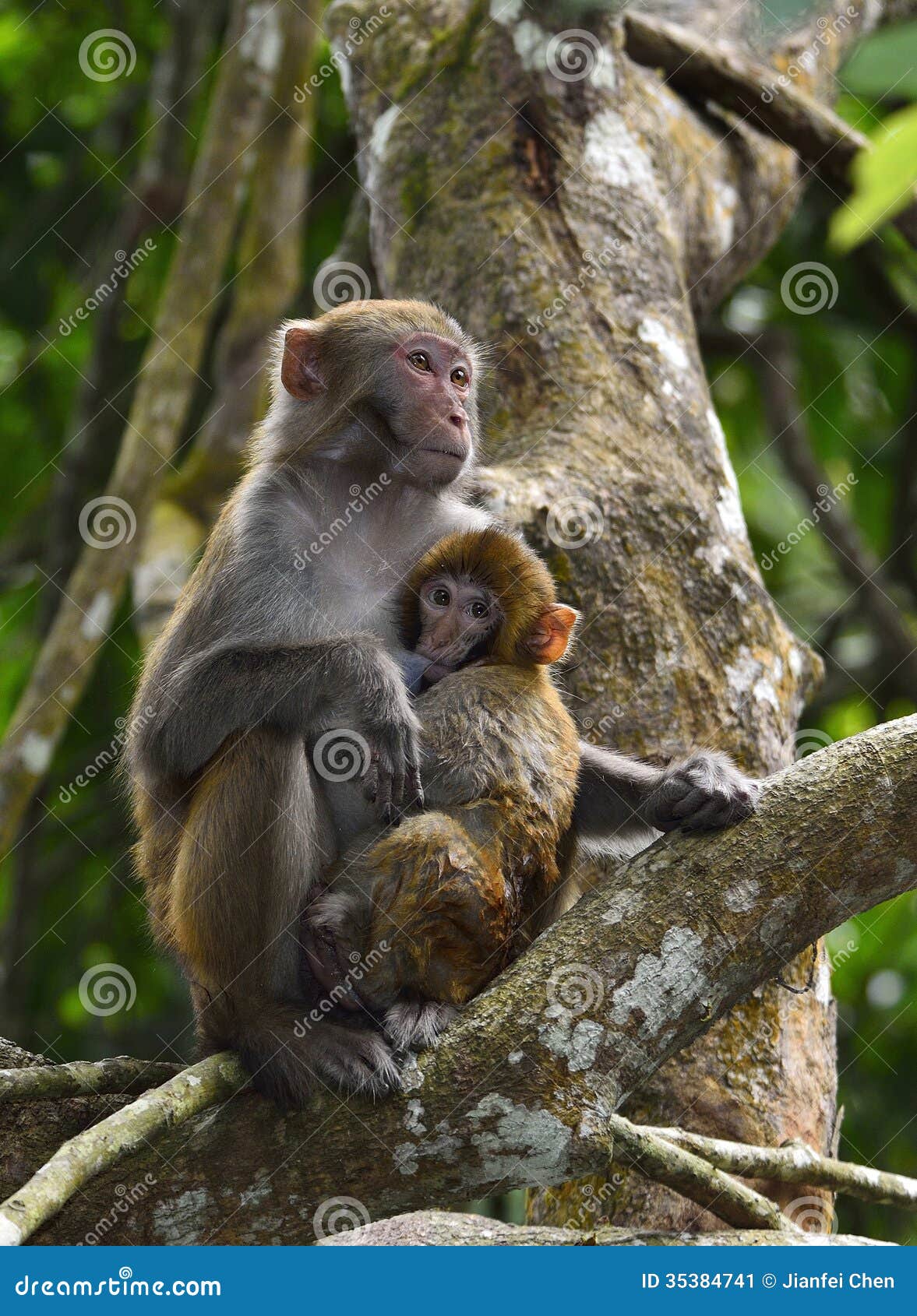 A mãe e o bebê do macaco imagem de stock. Imagem de incêndio - 35384741