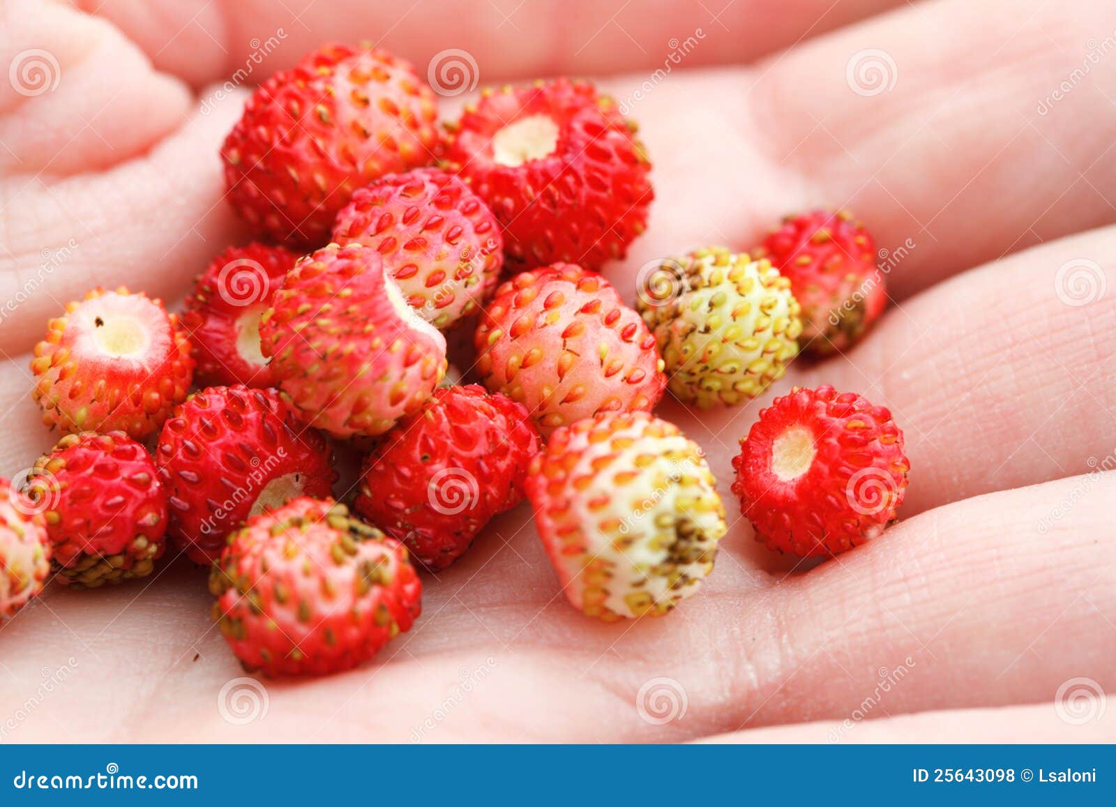 Mão Da Morango Selvagem Completamente De Morangos Selvagens Foto de ...