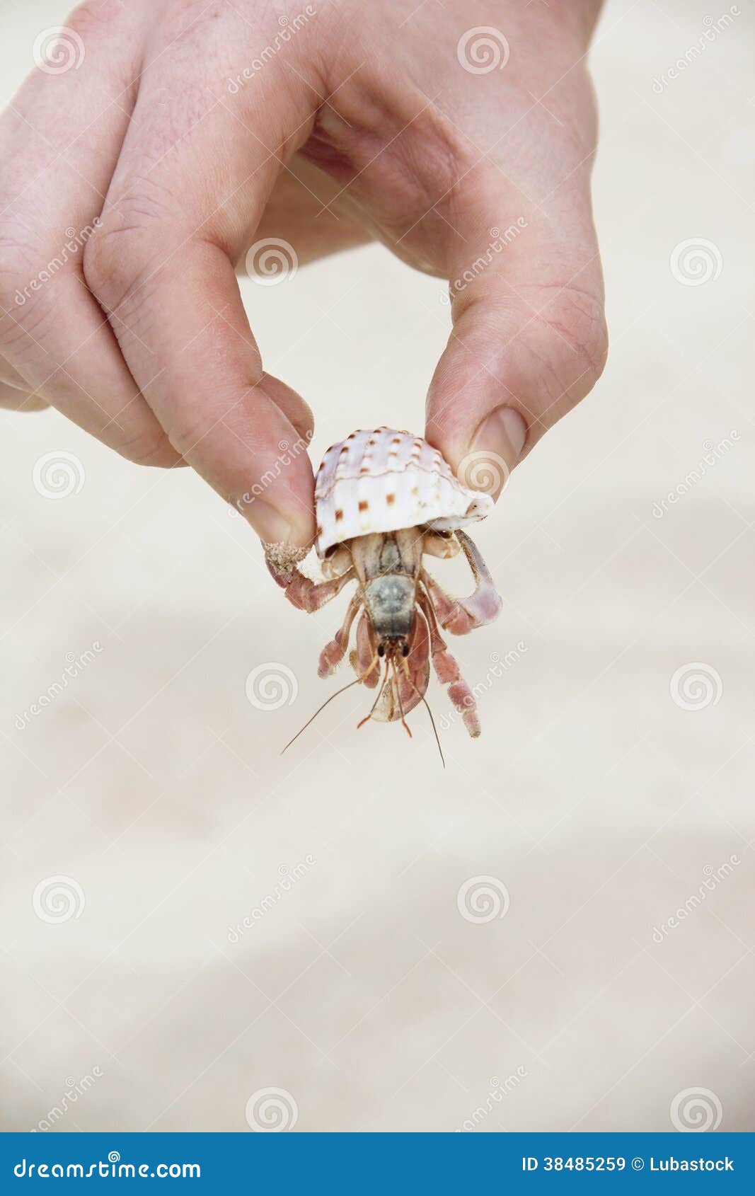 Mão Que Guarda O Caranguejo Imagem de Stock - Imagem de raso, esqueleto ...