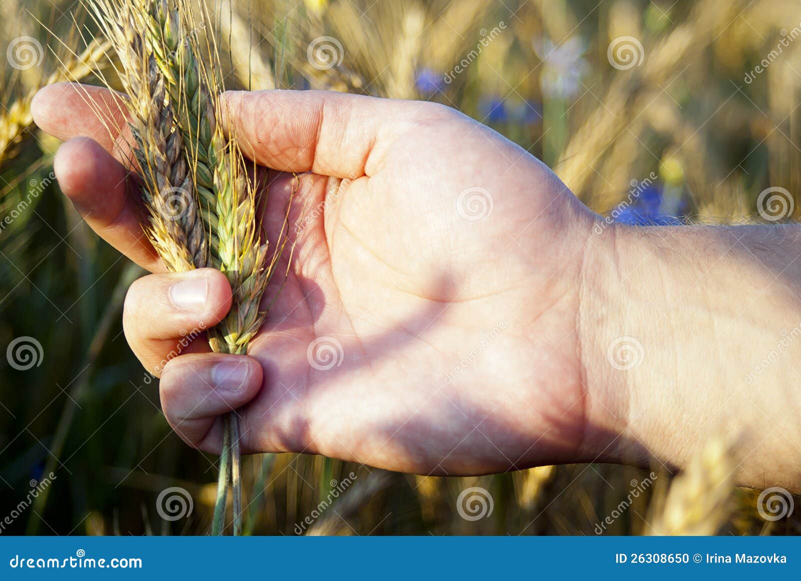 Mão Que Verific Sementes Do Centeio Foto de Stock - Imagem de maduro ...
