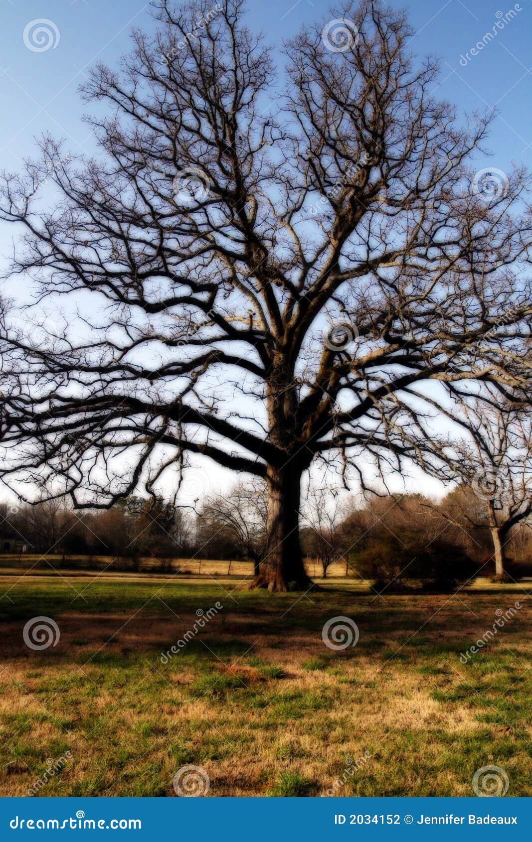 Mächtiger Eichen-Baum stockfoto. Bild von riesig, frühling - 2034152