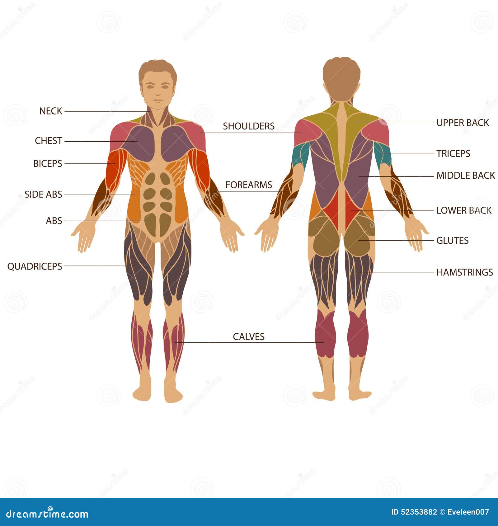Människokropp muskel vektor illustrationer. Illustration av bodybyggare ...