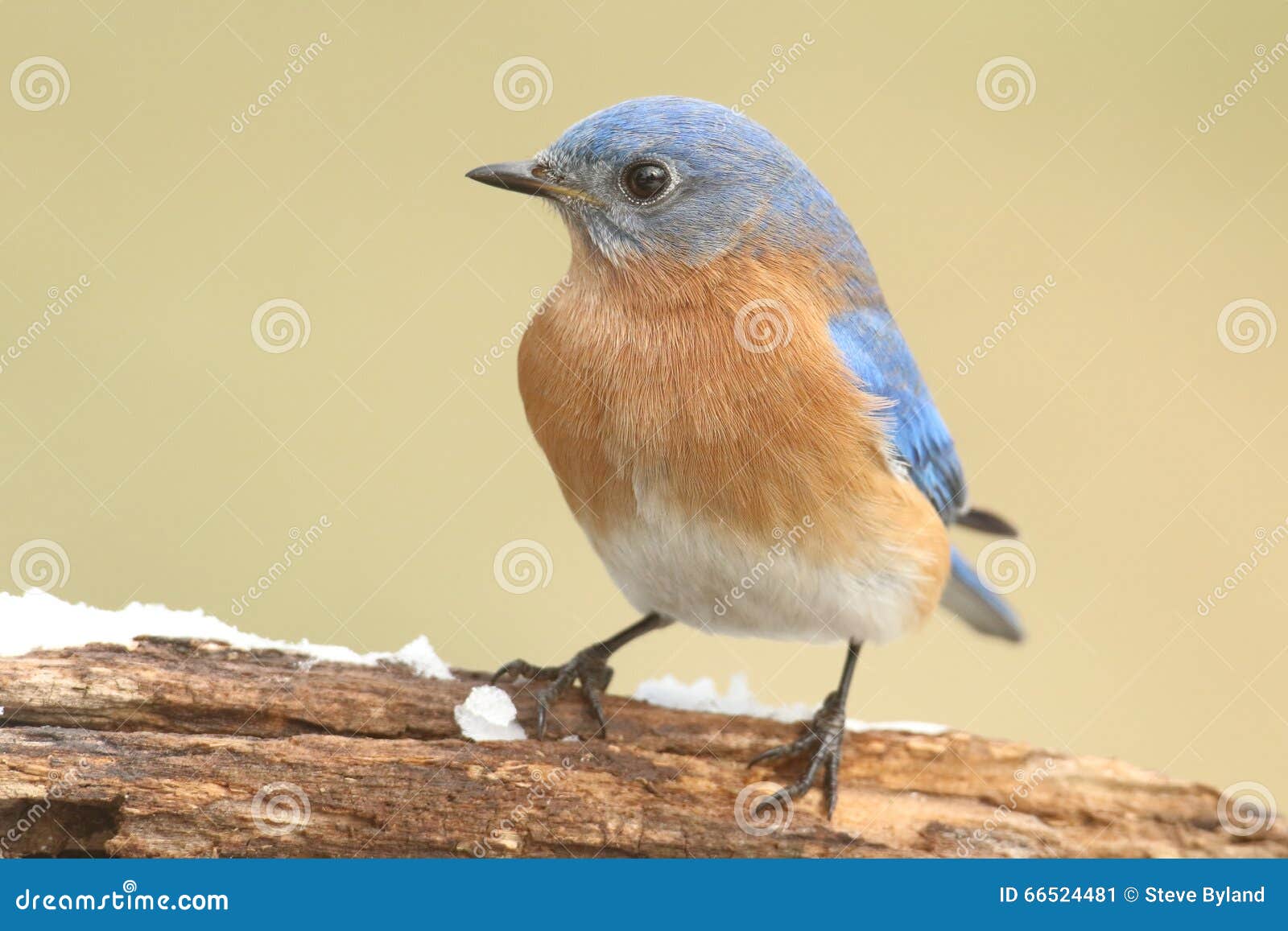 Männliche Ostdrossel Im Schnee Stockbild - Bild von wild, winter: 66524481