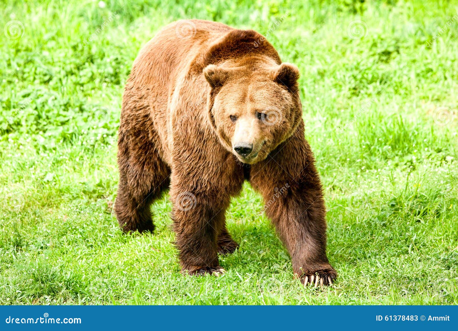 Männlicher brauner Bär stockbild. Bild von rumänien, öffnung - 61378483