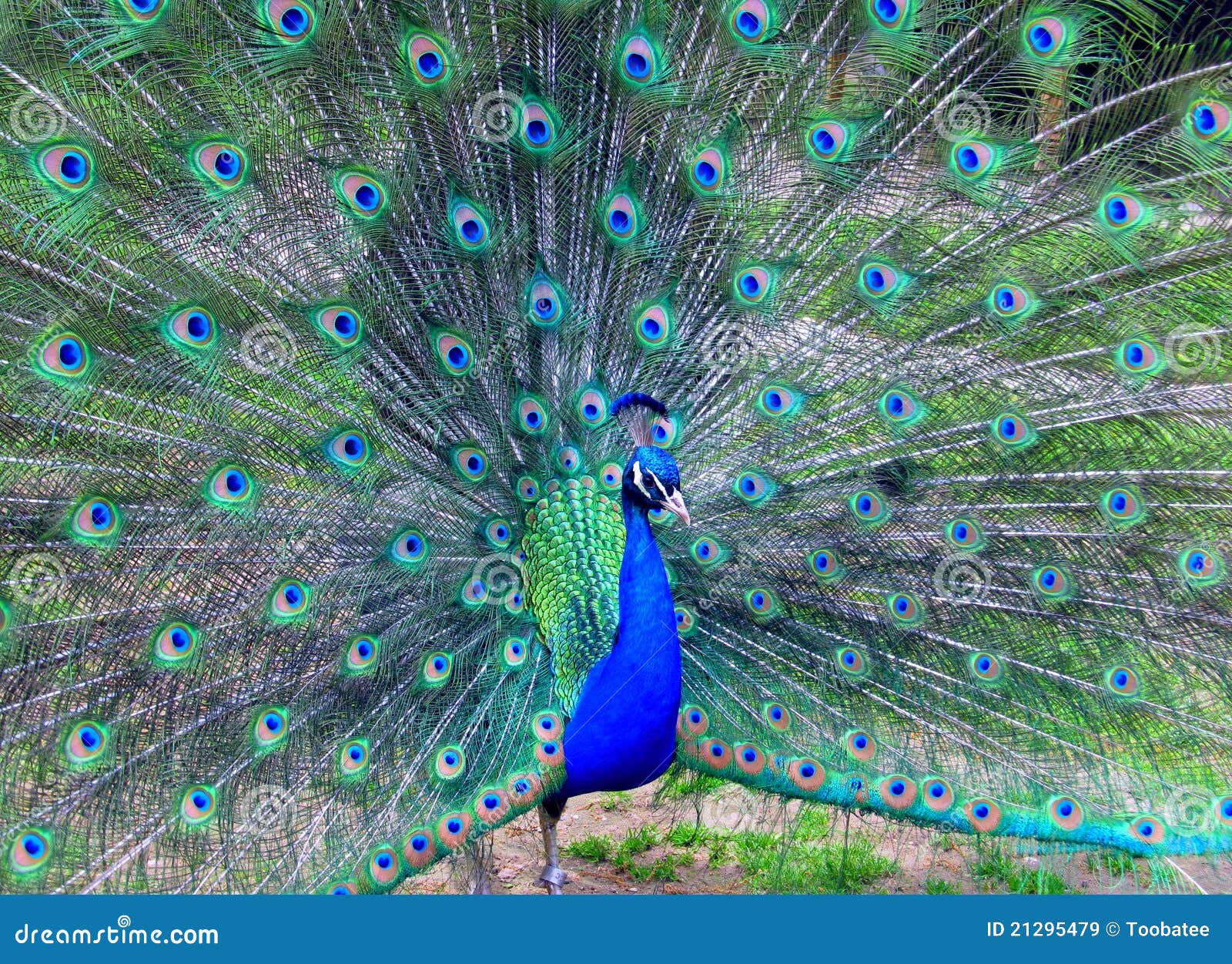 Männlicher Pfau stockbild. Bild von schönheit, füllung - 21295479