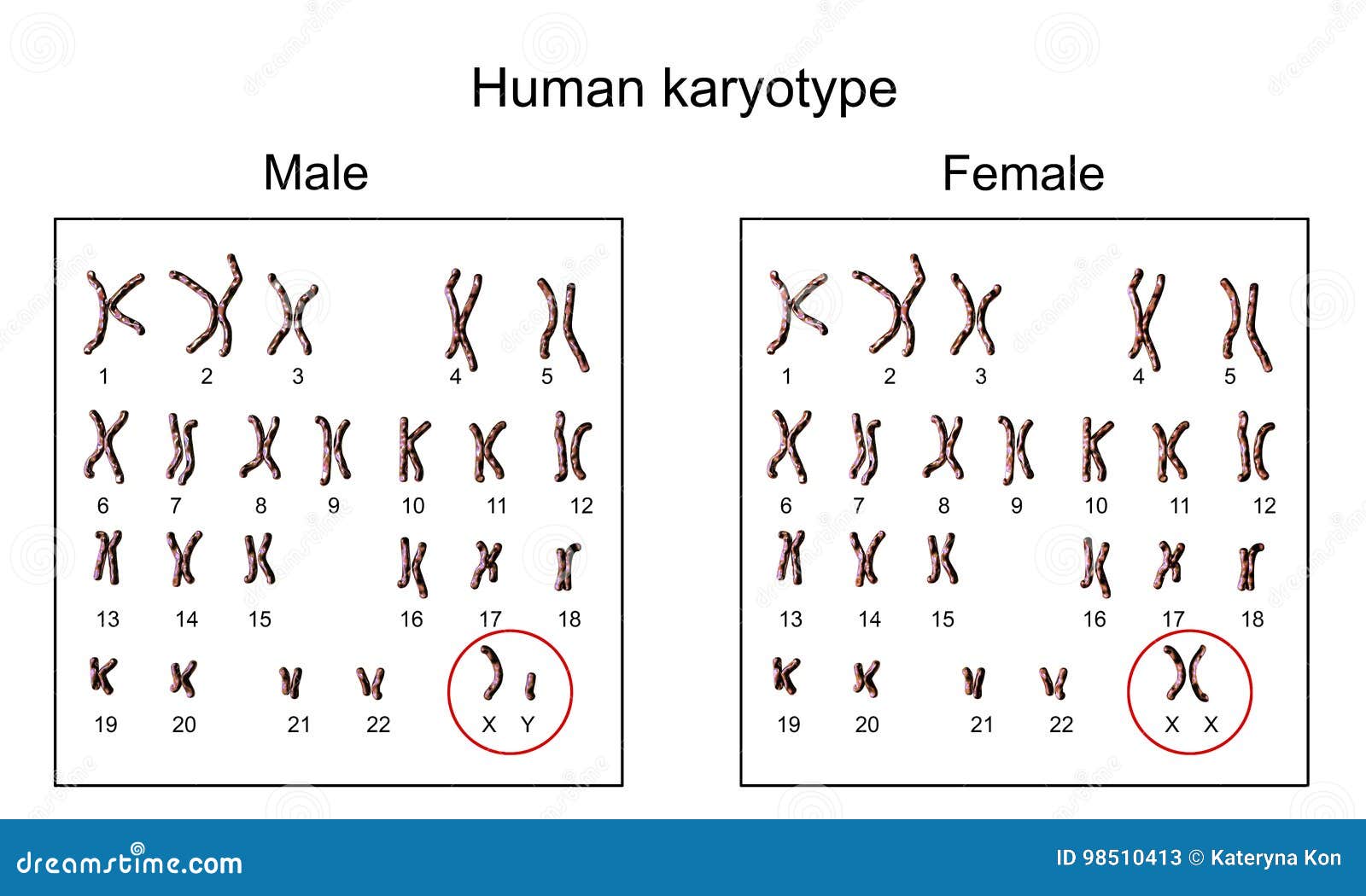 Männlicher Und Weiblicher Karyotype Stock Abbildung - Illustration von ...