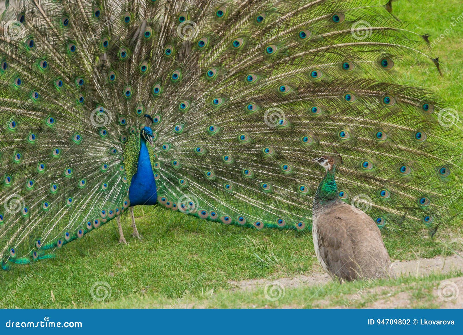 Männlicher Und Weiblicher Pfau Stockfoto - Bild von attraktiv ...