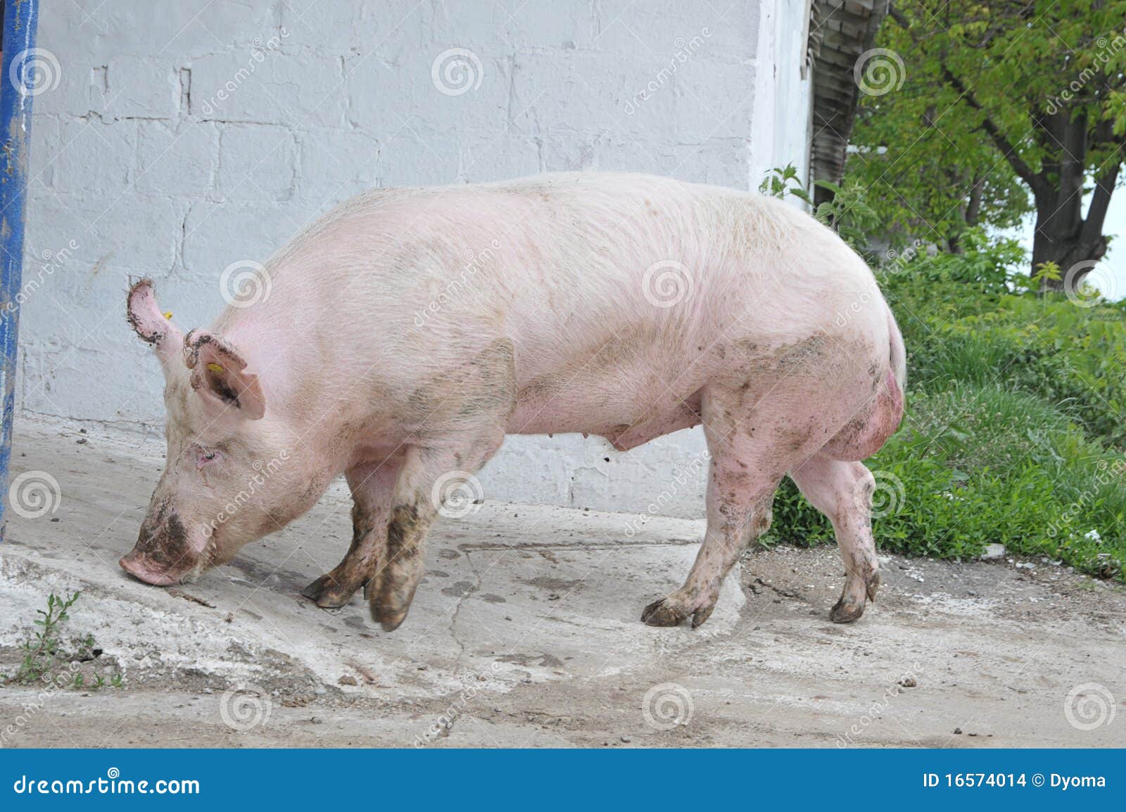 Männliches Schwein stockfoto. Bild von mann, stab, bauernhof - 16574014