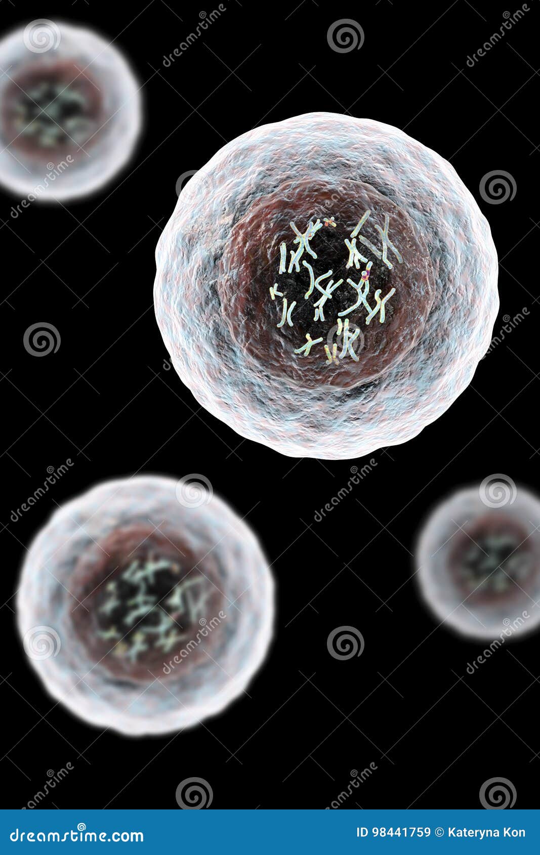 Mänsklig Cell Med Kromosomer Stock Illustrationer - Illustration av ...