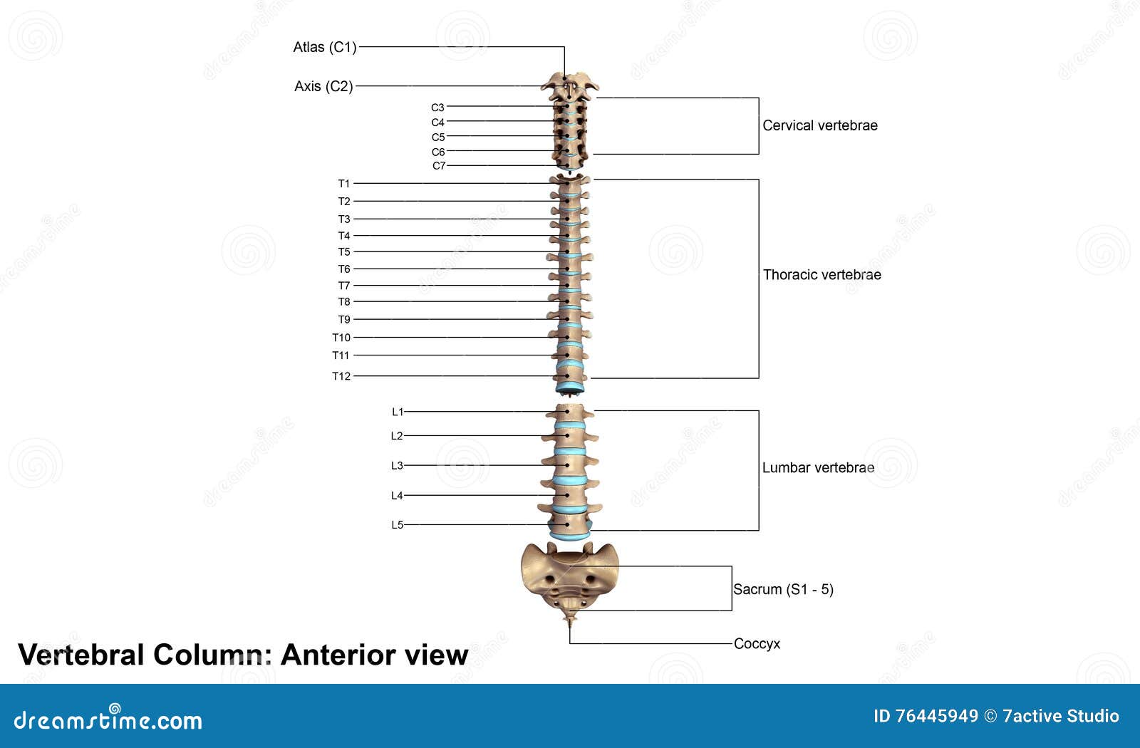 Mänsklig ryggrad stock illustrationer. Illustration av kabel - 76445949
