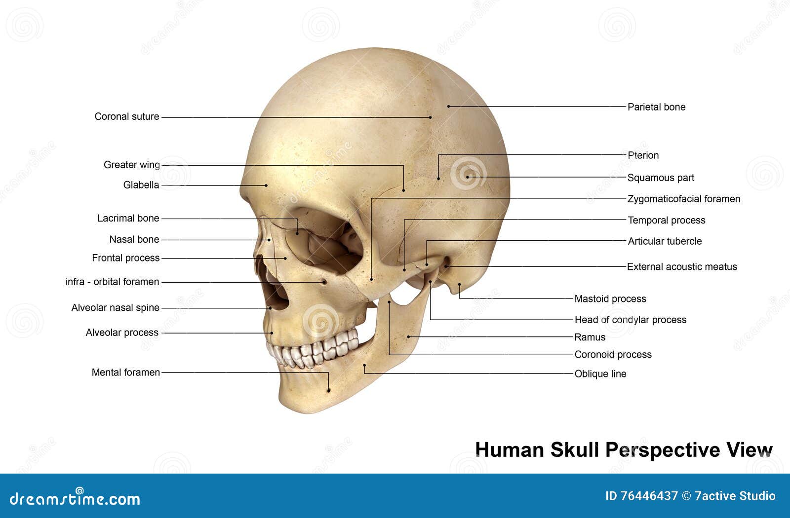 Mänsklig skalle stock illustrationer. Illustration av frontal - 76446437