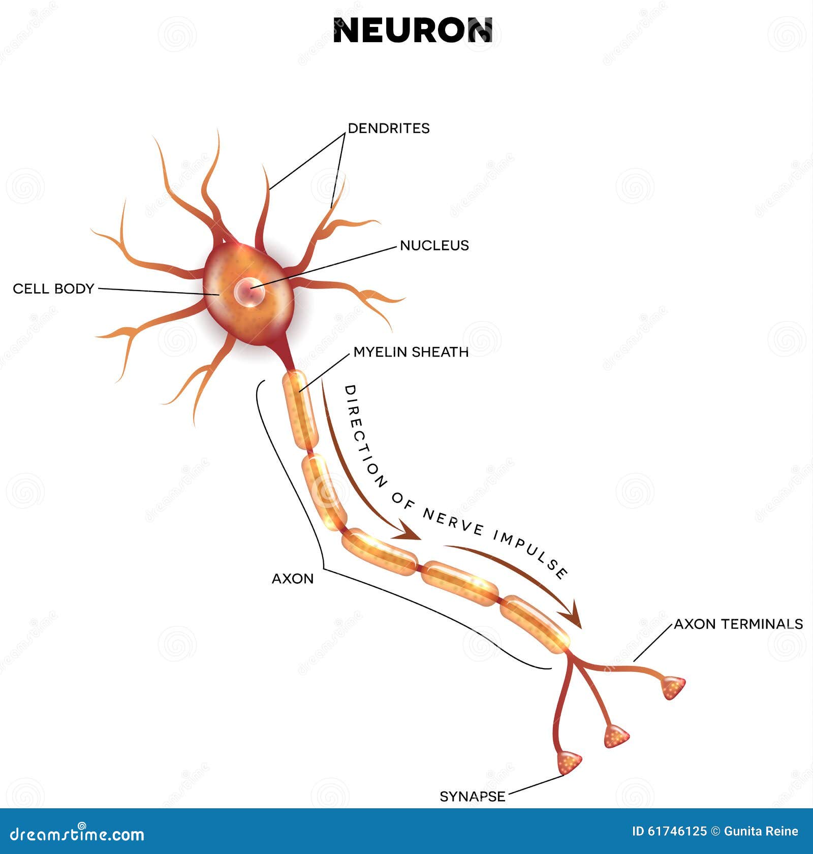 Märkt diagram av neuronen vektor illustrationer. Illustration av ...