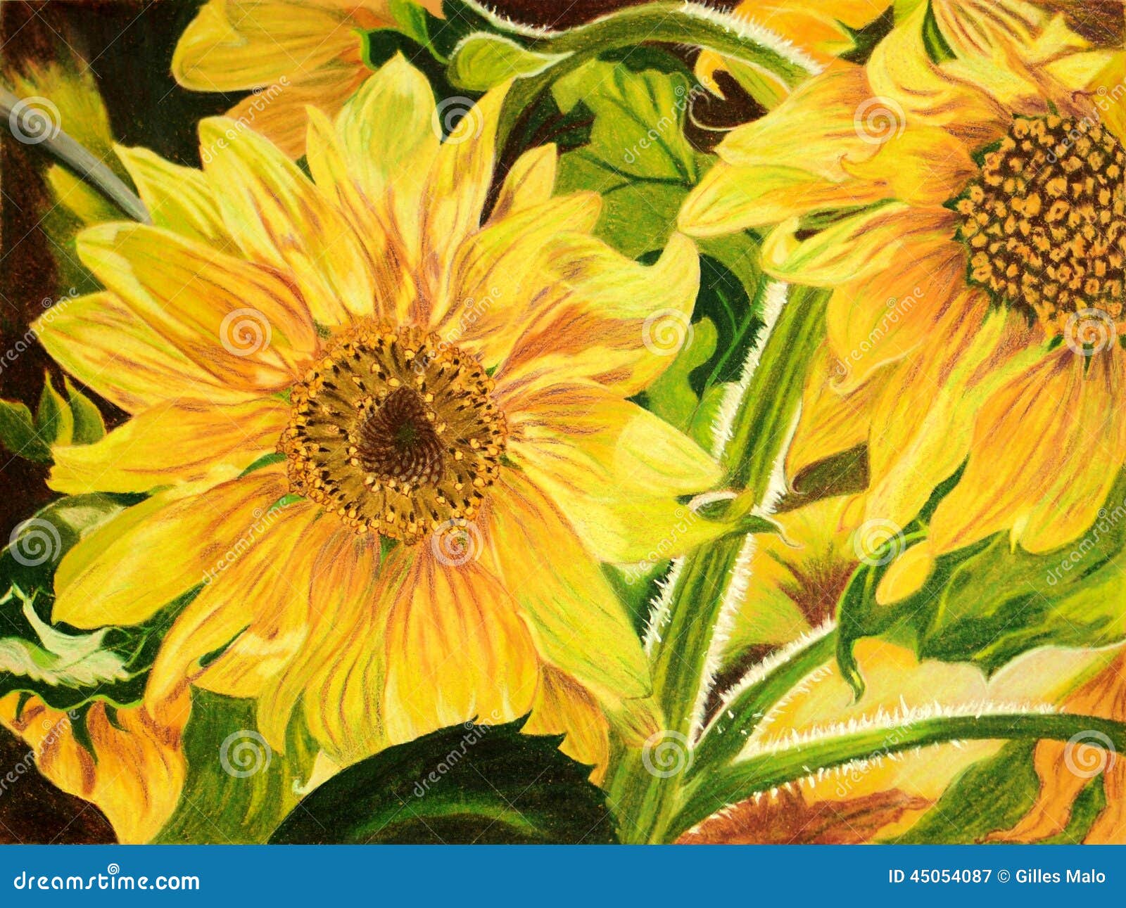 Målning av solrosor stock illustrationer. Illustration av löv - 45054087