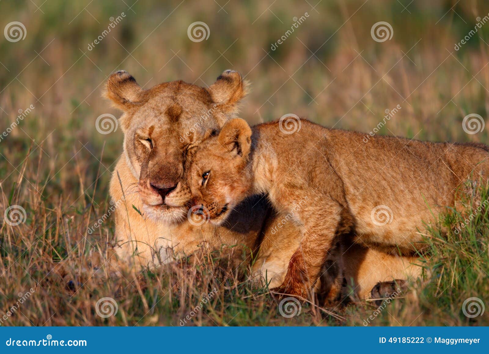 Mère de lion avec l'animal photo stock. Image du herbe - 49185222