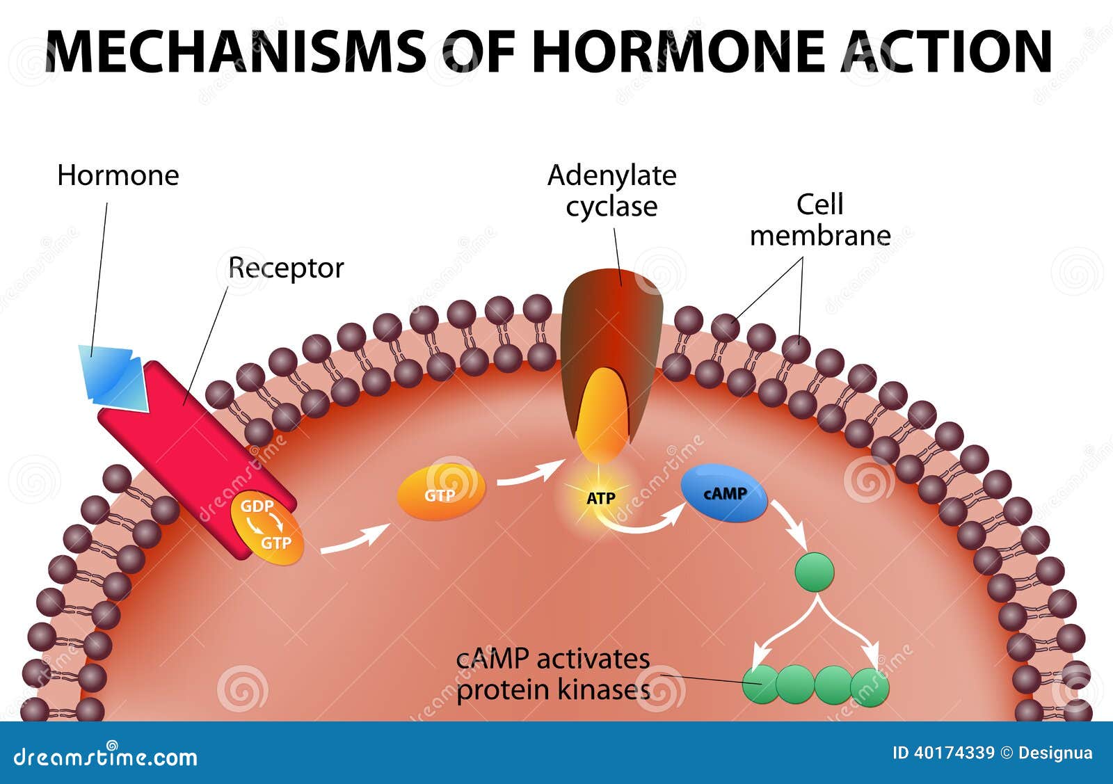 Mécanismes D'action D'hormone Illustration de Vecteur - Illustration du ...