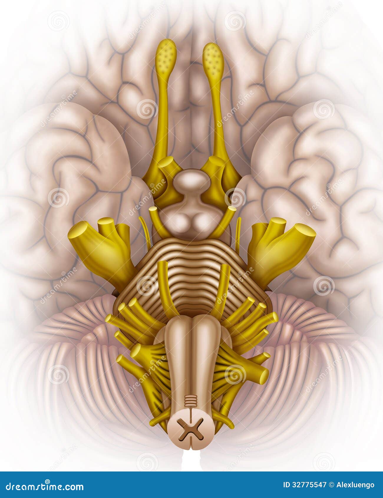 Médula oblonga stock de ilustración. Ilustración de cuerda - 32775547