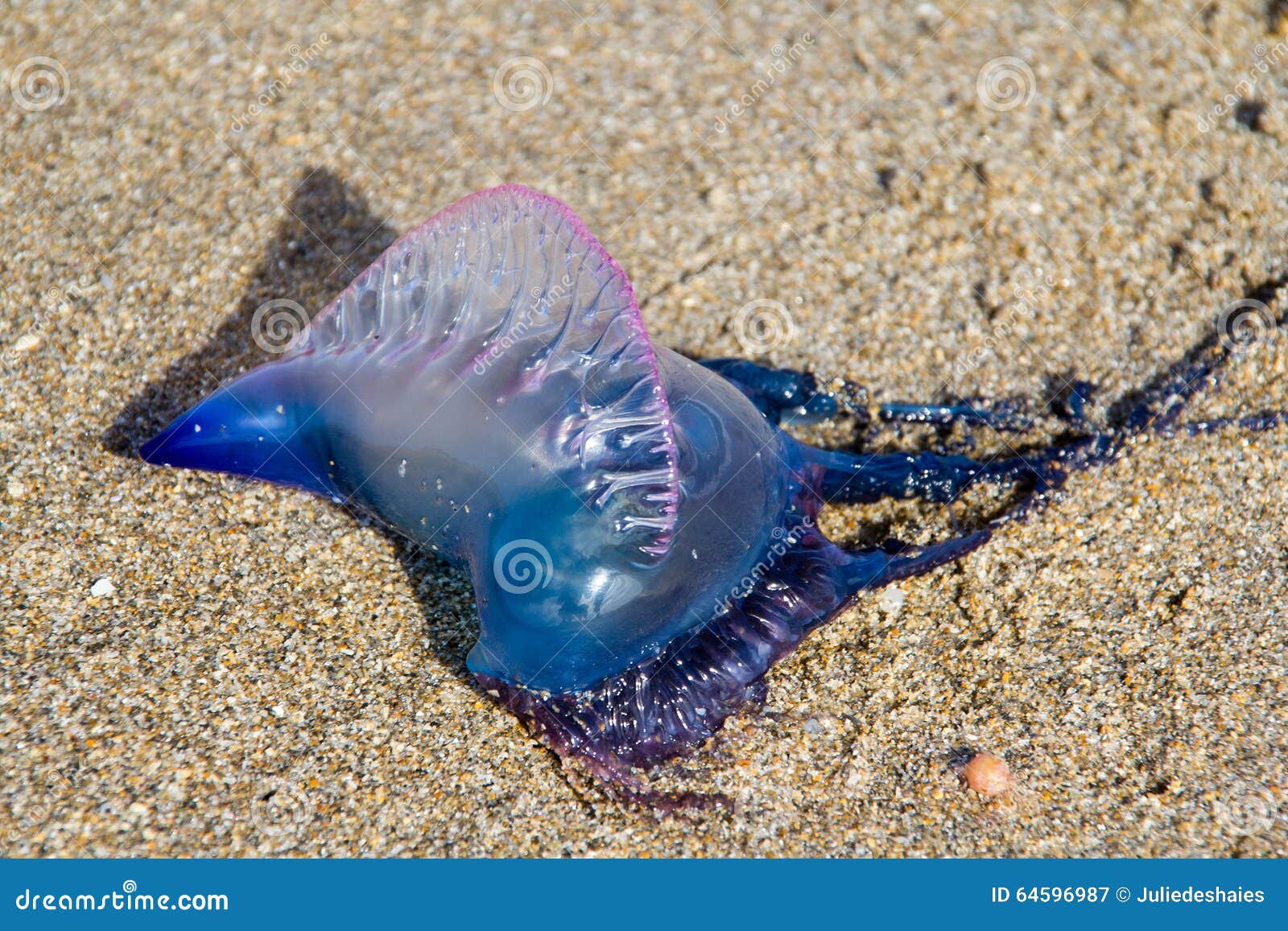 Méduses Venimeuses De Bouteille Bleue Sur Le Sable Image stock - Image ...