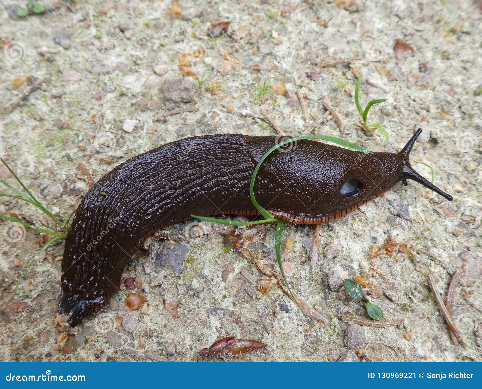 Mörk brun snigel i skogen fotografering för bildbyråer. Bild av vild ...