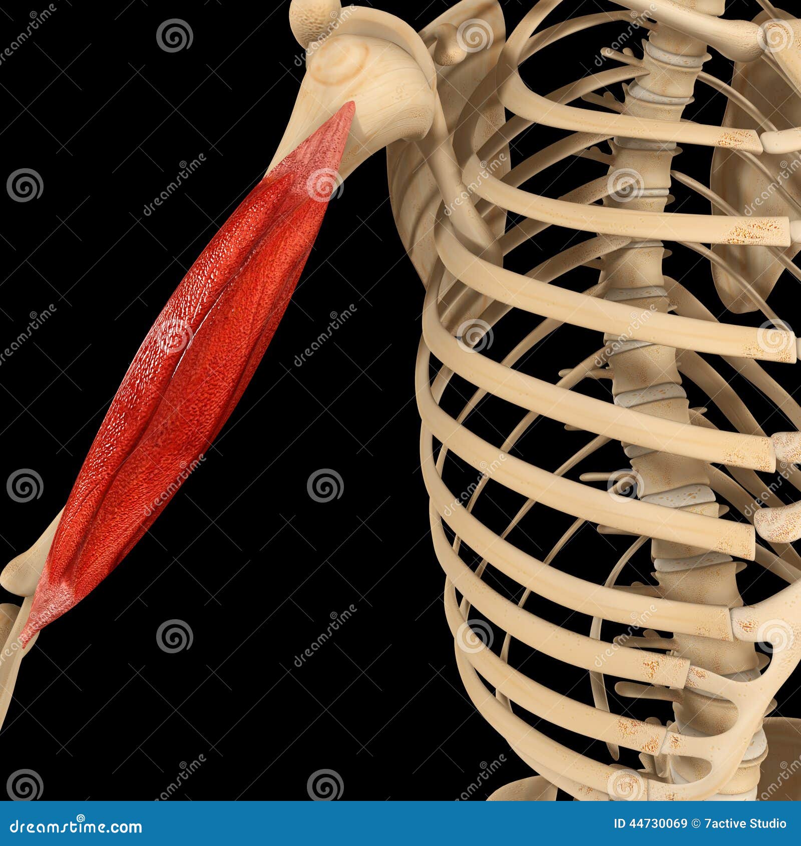 Músculo del húmero imagen de archivo. Imagen de mano - 44730069