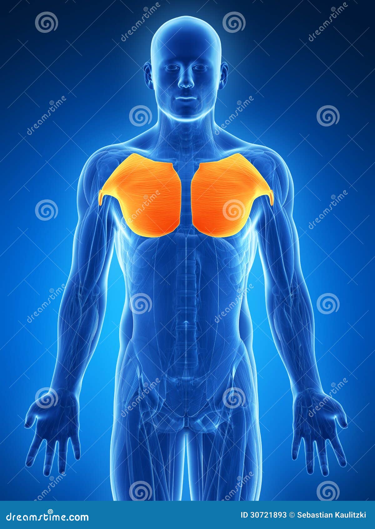 Músculo Destacado Del Pecho Stock de ilustración - Ilustración de ...