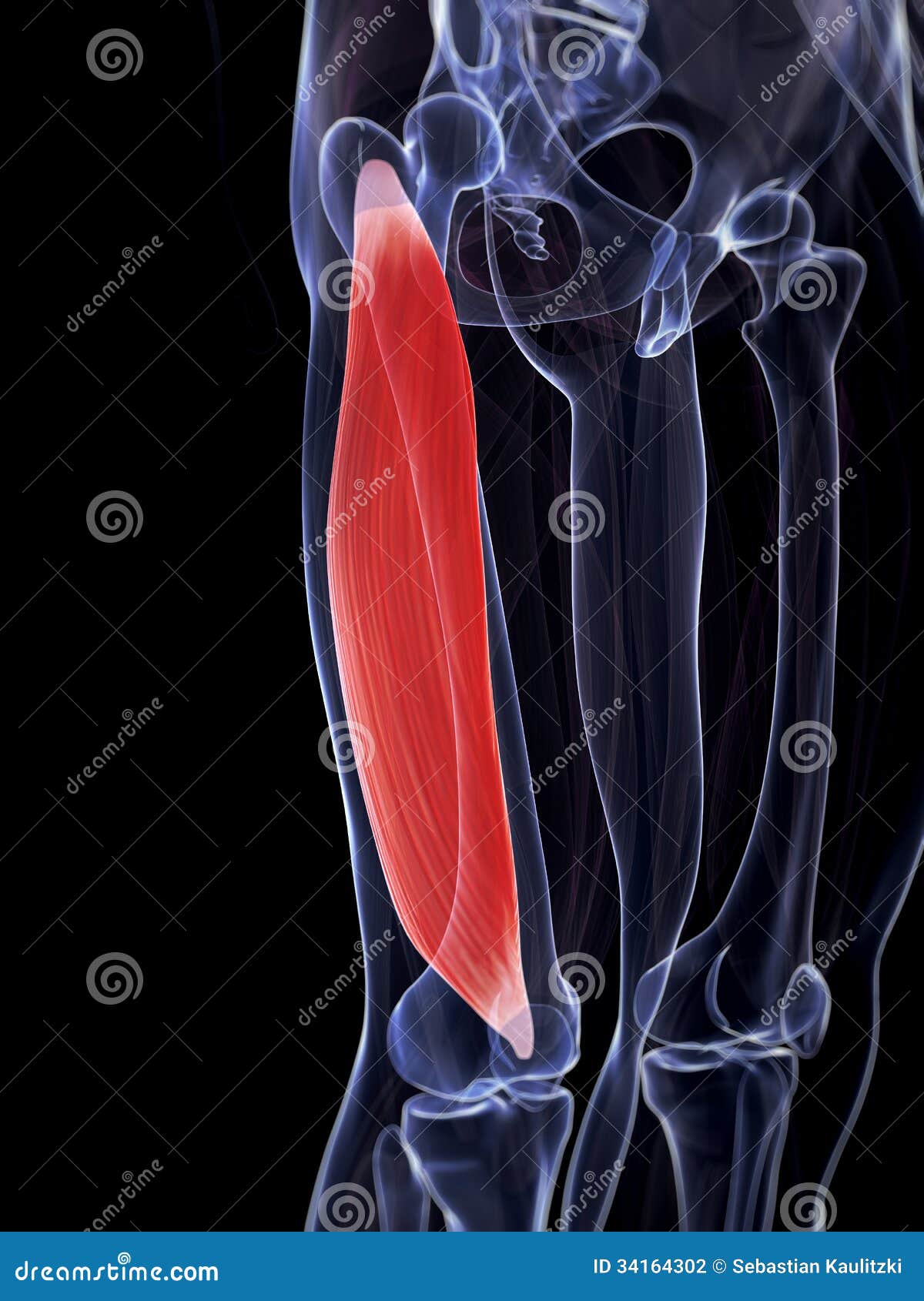Músculo Vasto De Los Lateralis Stock de ilustración - Ilustración de ...