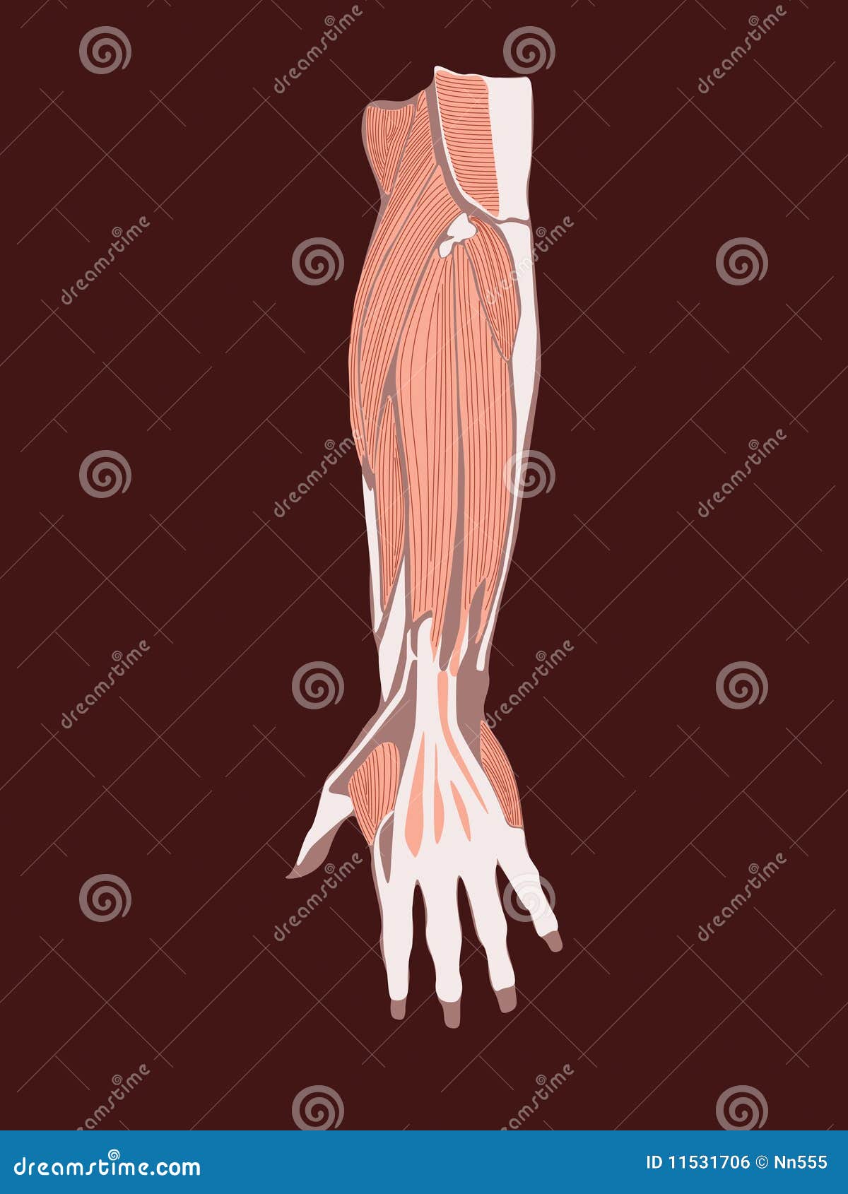 Músculos Da Mão Imagem de Stock Royalty Free - Imagem: 11531706