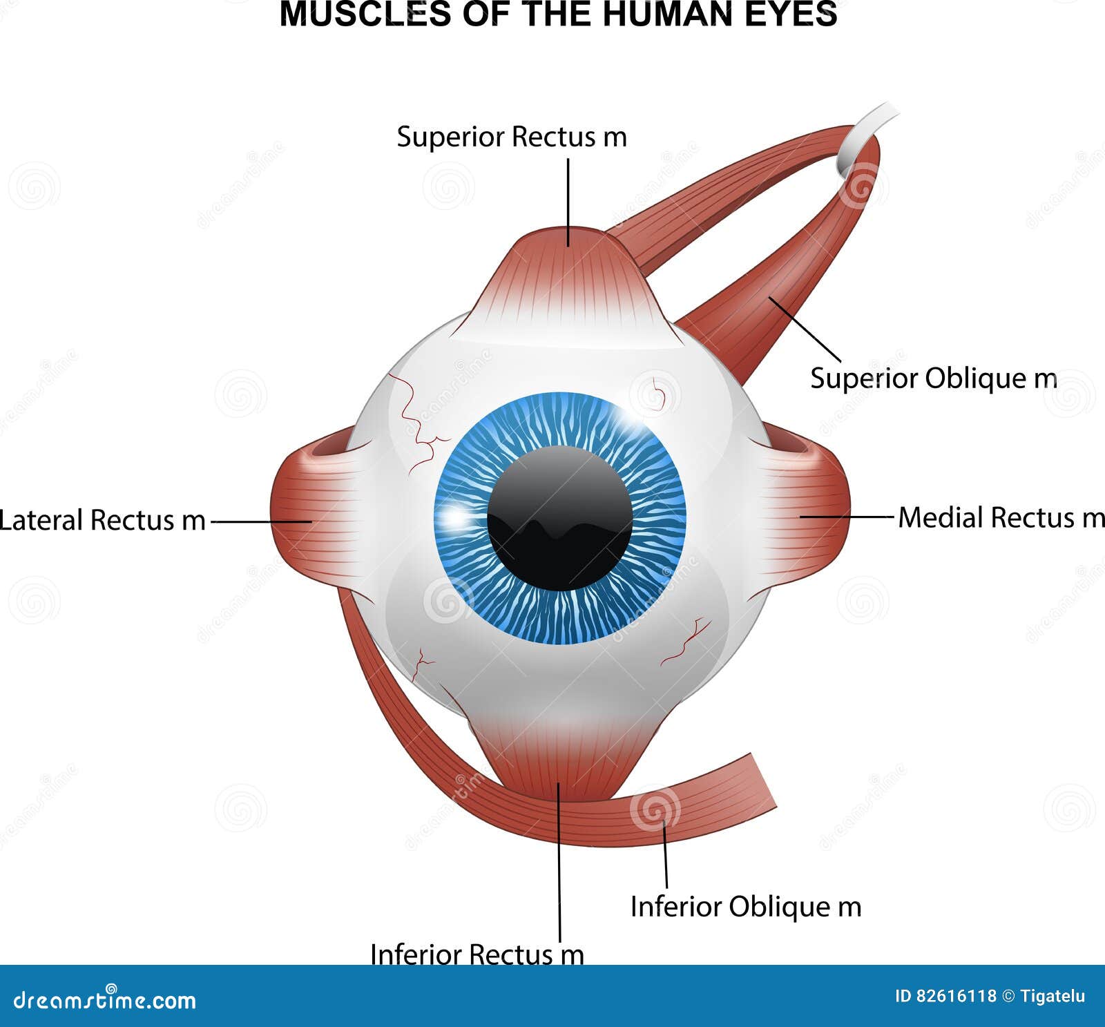 Músculos De Los Ojos Humanos Ilustración del Vector - Ilustración de ...