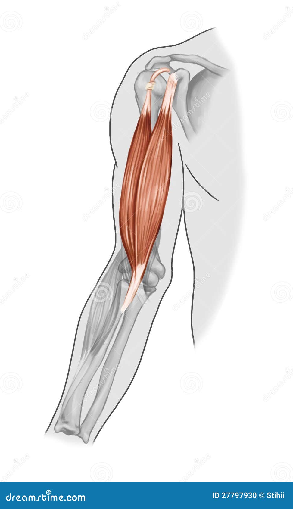 Músculos del bíceps stock de ilustración. Ilustración de lateral - 27797930