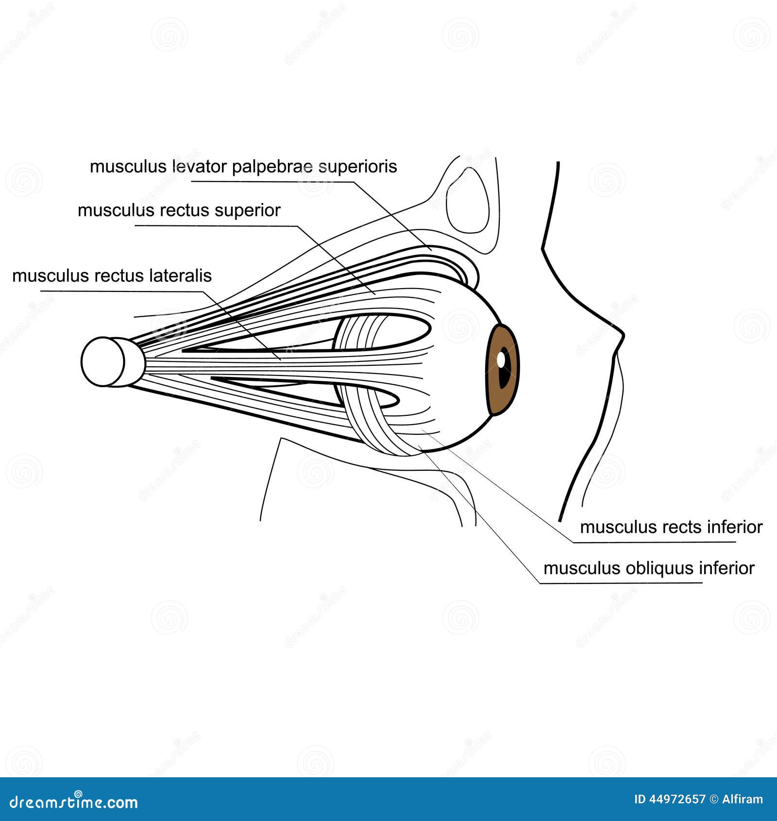 Músculos del ojo ilustración del vector. Ilustración de tejido - 44972657