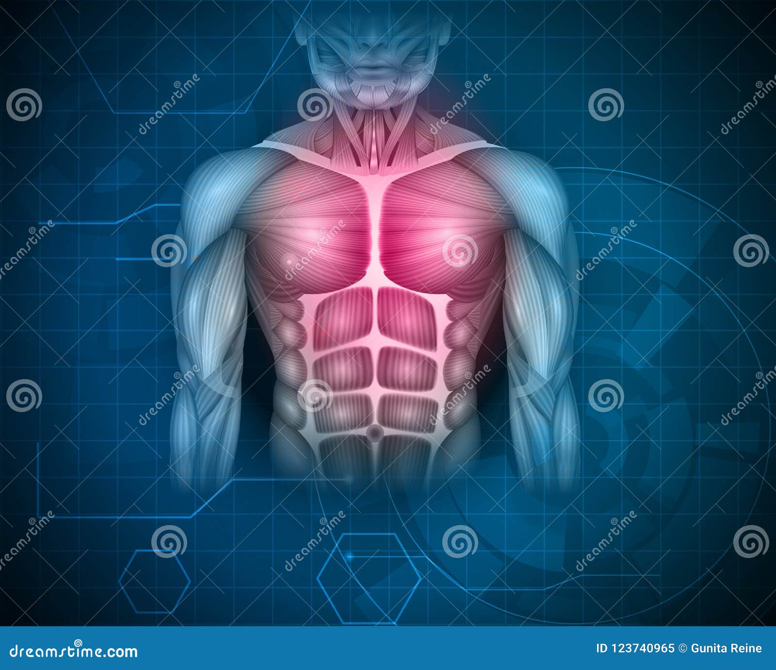 Músculos Del Pecho Y Del Abdomen Ilustración del Vector - Ilustración ...