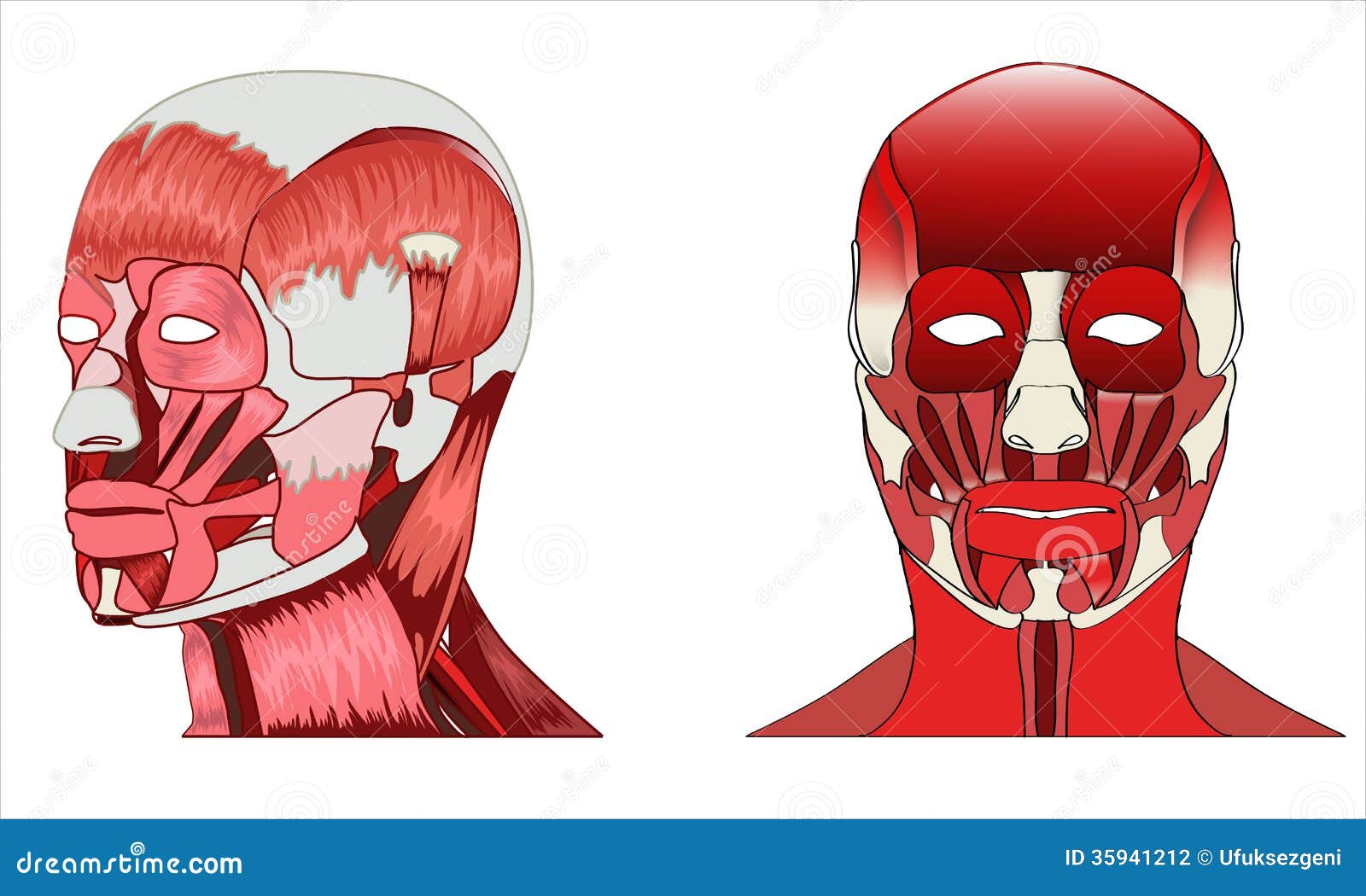 Músculos do rosto humano ilustração stock. Ilustração de temporal ...