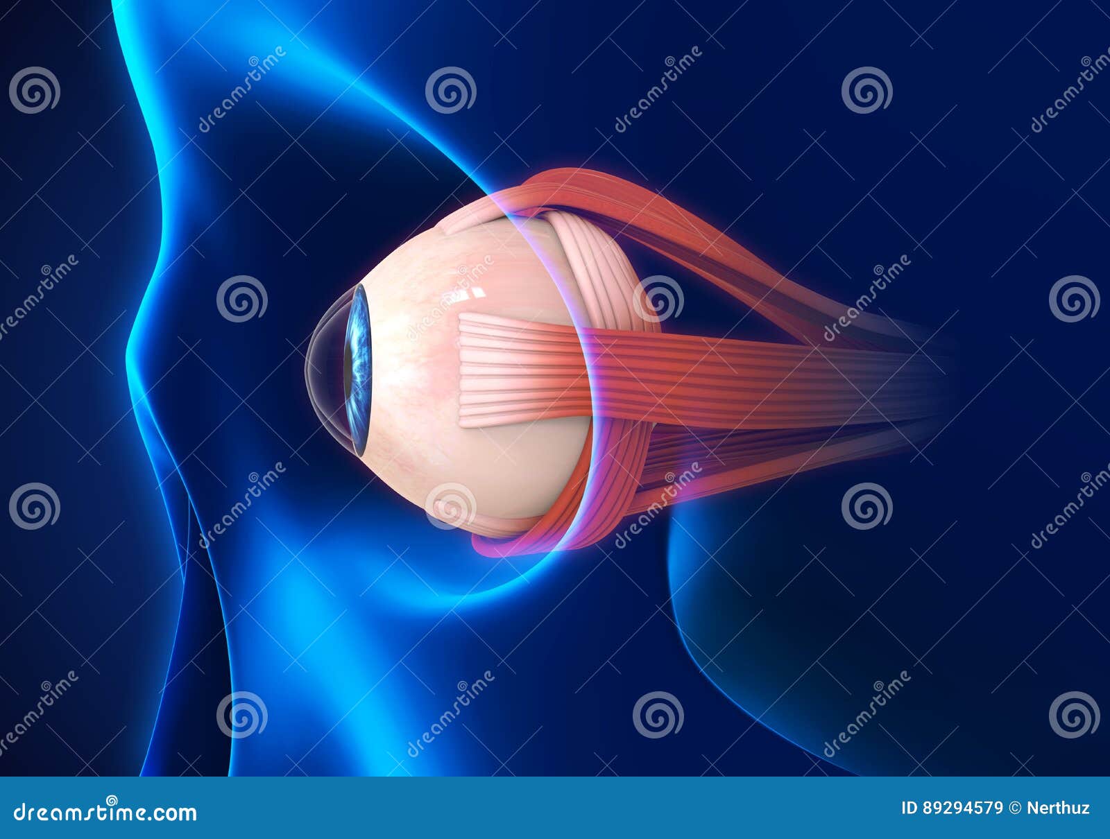 Músculos Extraoculares Del Ojo Humano Stock de ilustración ...