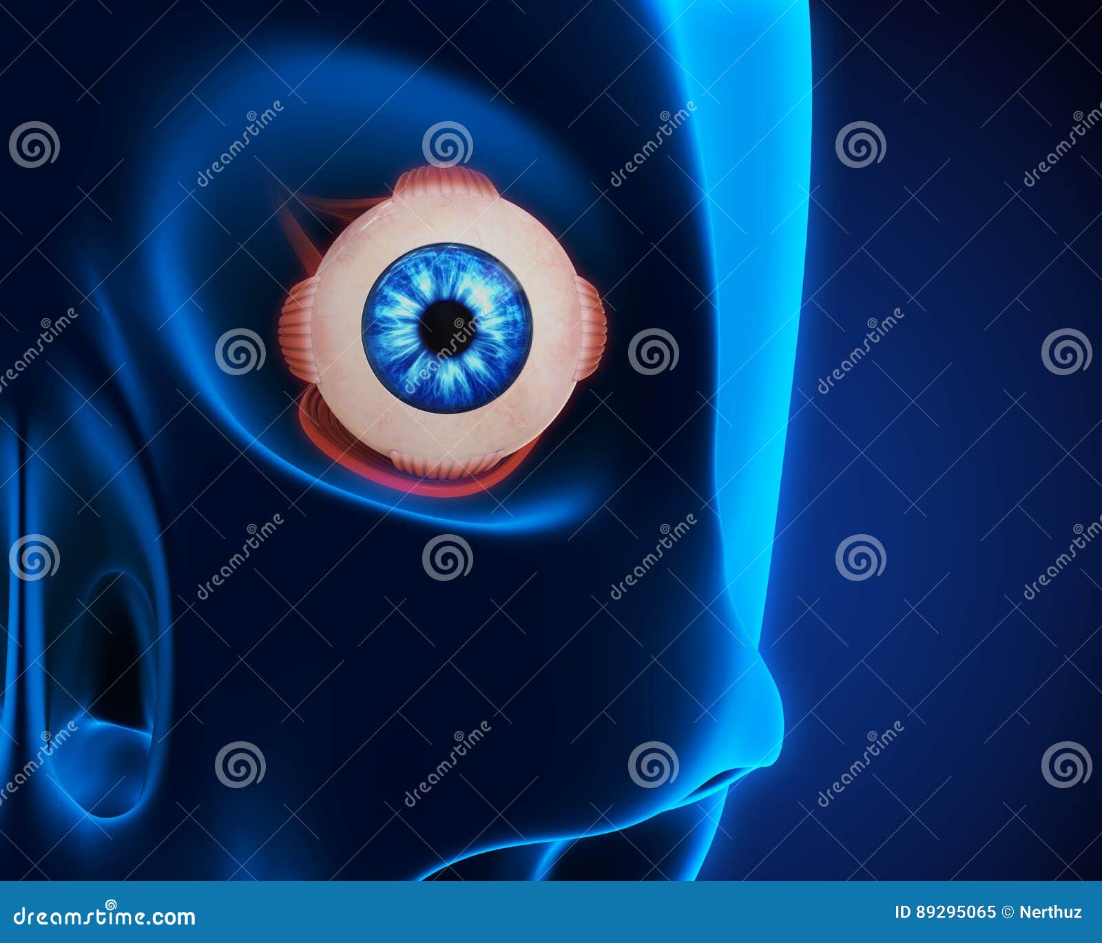 Músculos Extraoculares Del Ojo Humano Stock de ilustración ...