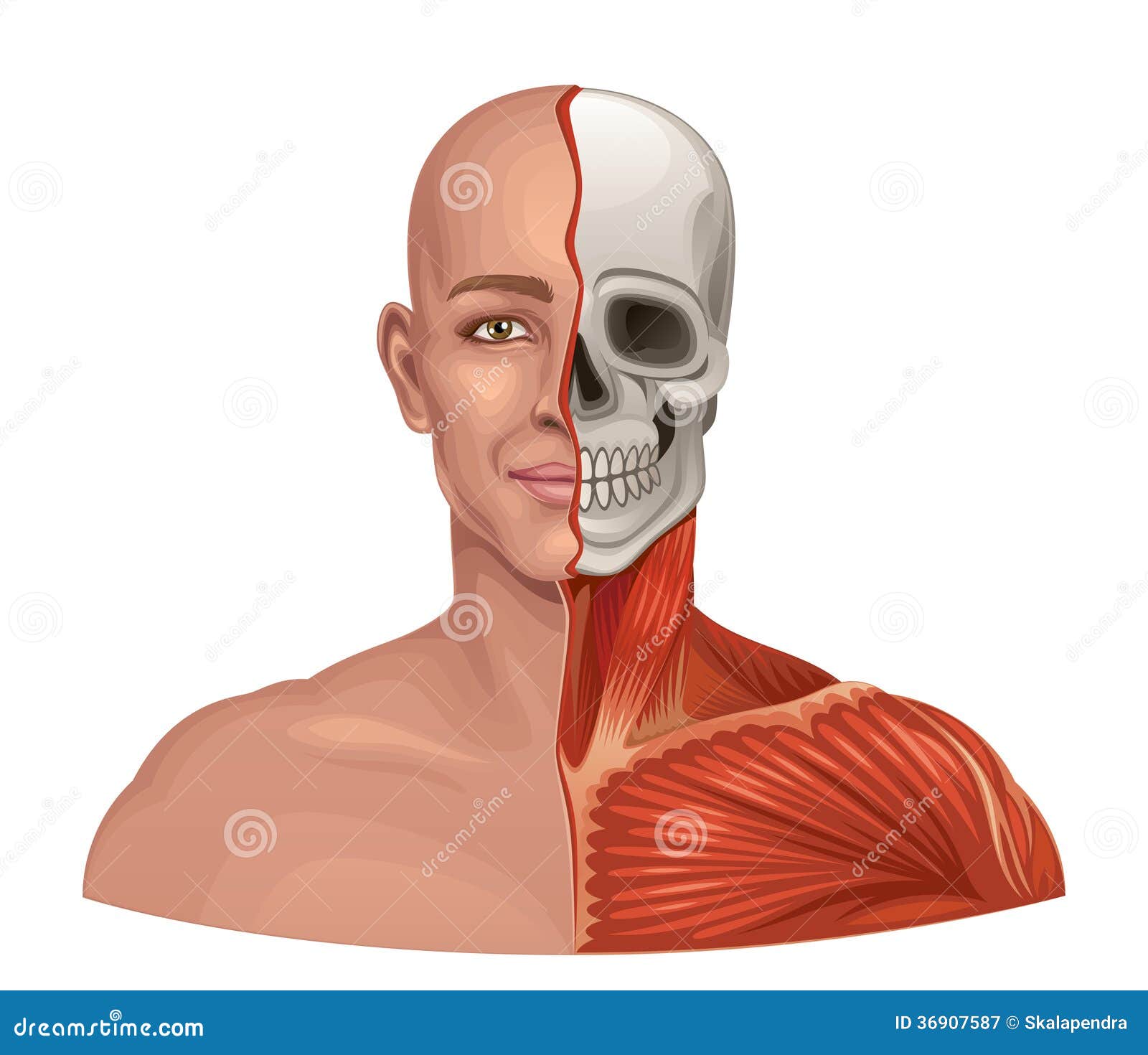 Músculos Faciais E Crânio Da Anatomia Humana Ilustração do Vetor ...