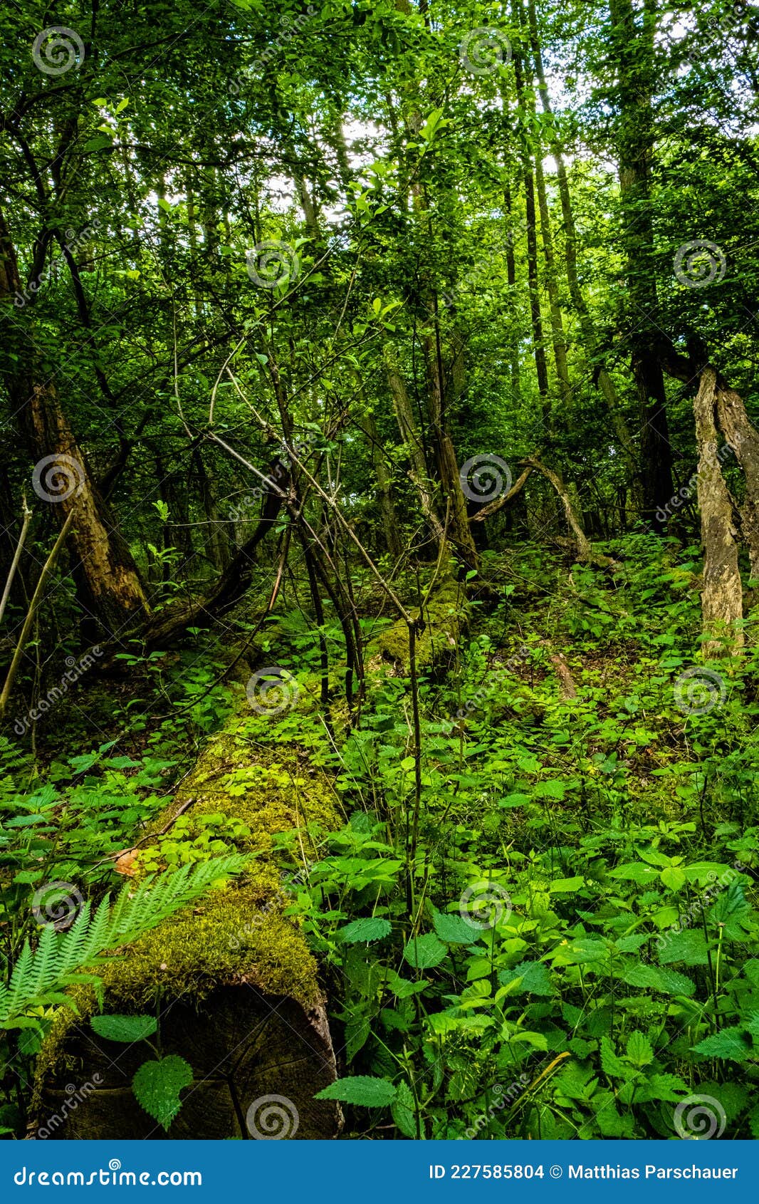 Untouched Nature in MÃ¼ritz-Nationalpark, Germany Stock Photo - Image ...