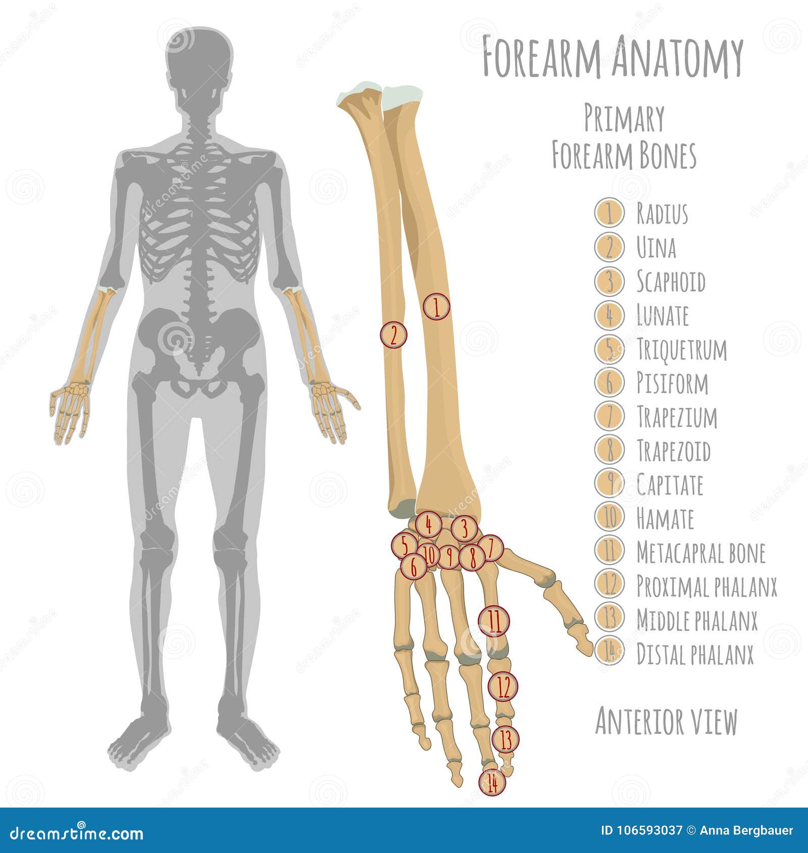 Męska Przedramię Kości Anatomia Ilustracja Wektor - Ilustracja złożonej ...