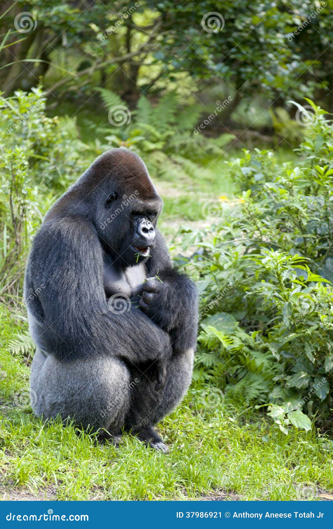 Męski goryl (goryla goryl) obraz stock. Obraz złożonej z małpy - 37986921