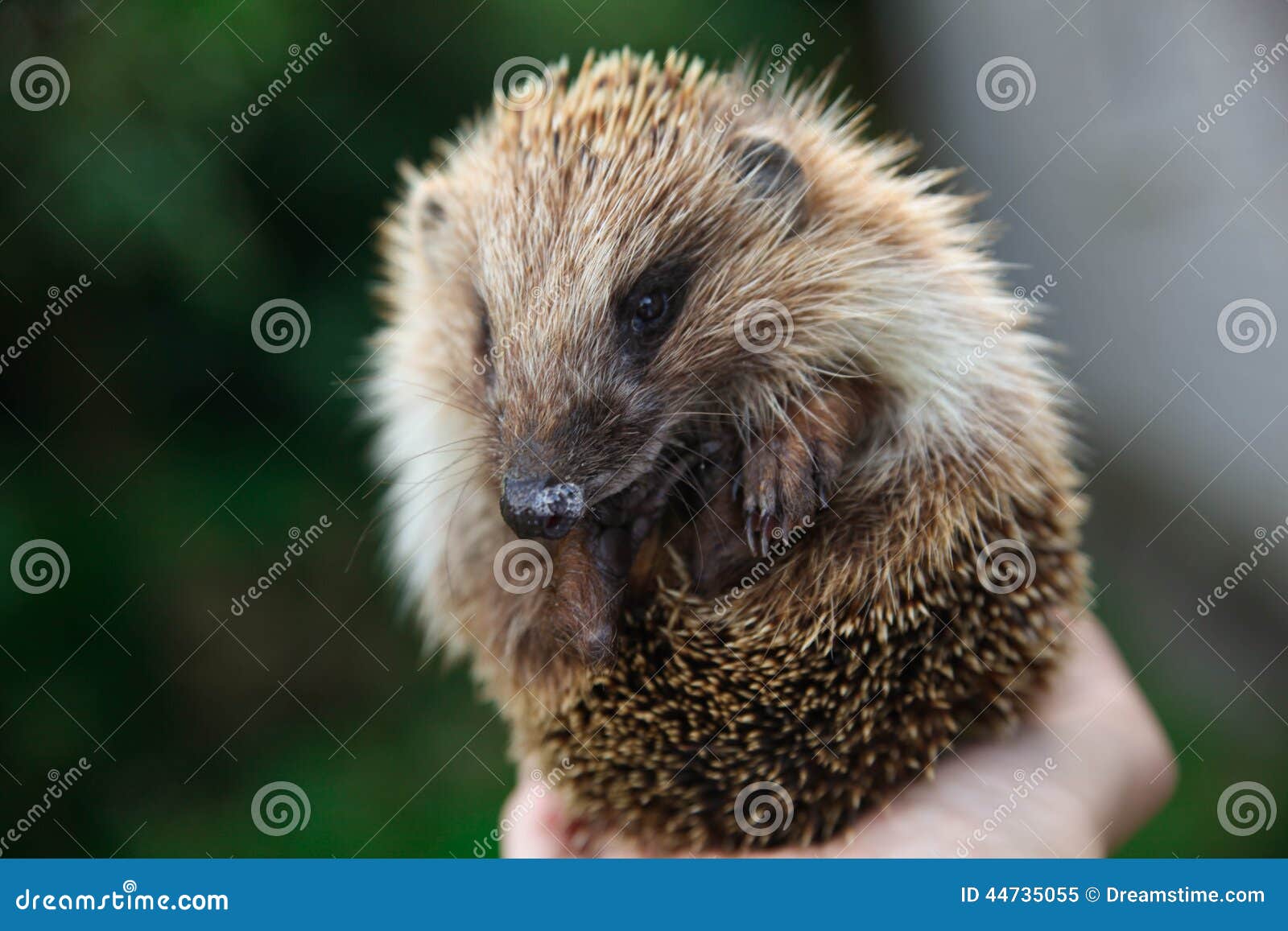 Młody jeż obraz stock. Obraz złożonej z uśmiech, ludzie - 44735055