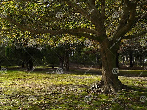 Large Oak Tree Branch in Mount Lofty Botanic Gardens Stock Photo ...