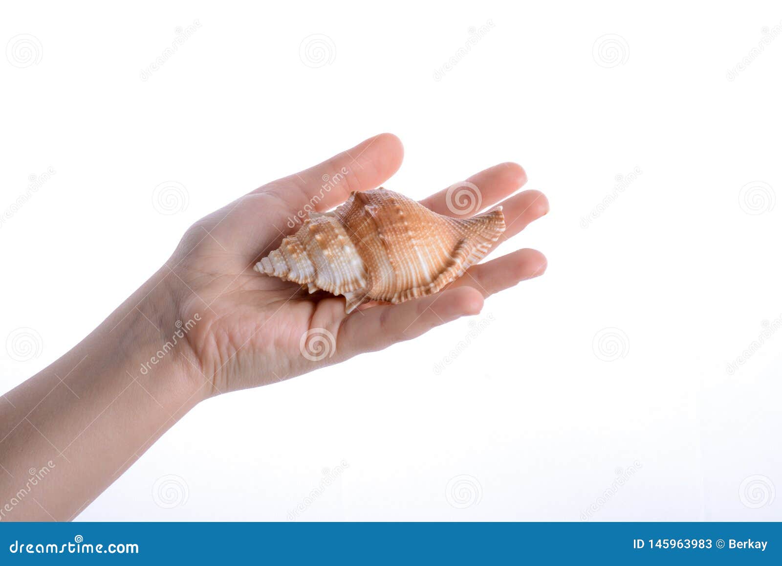 M?o Que Prende Um Escudo Do Mar Imagem de Stock - Imagem de férias ...