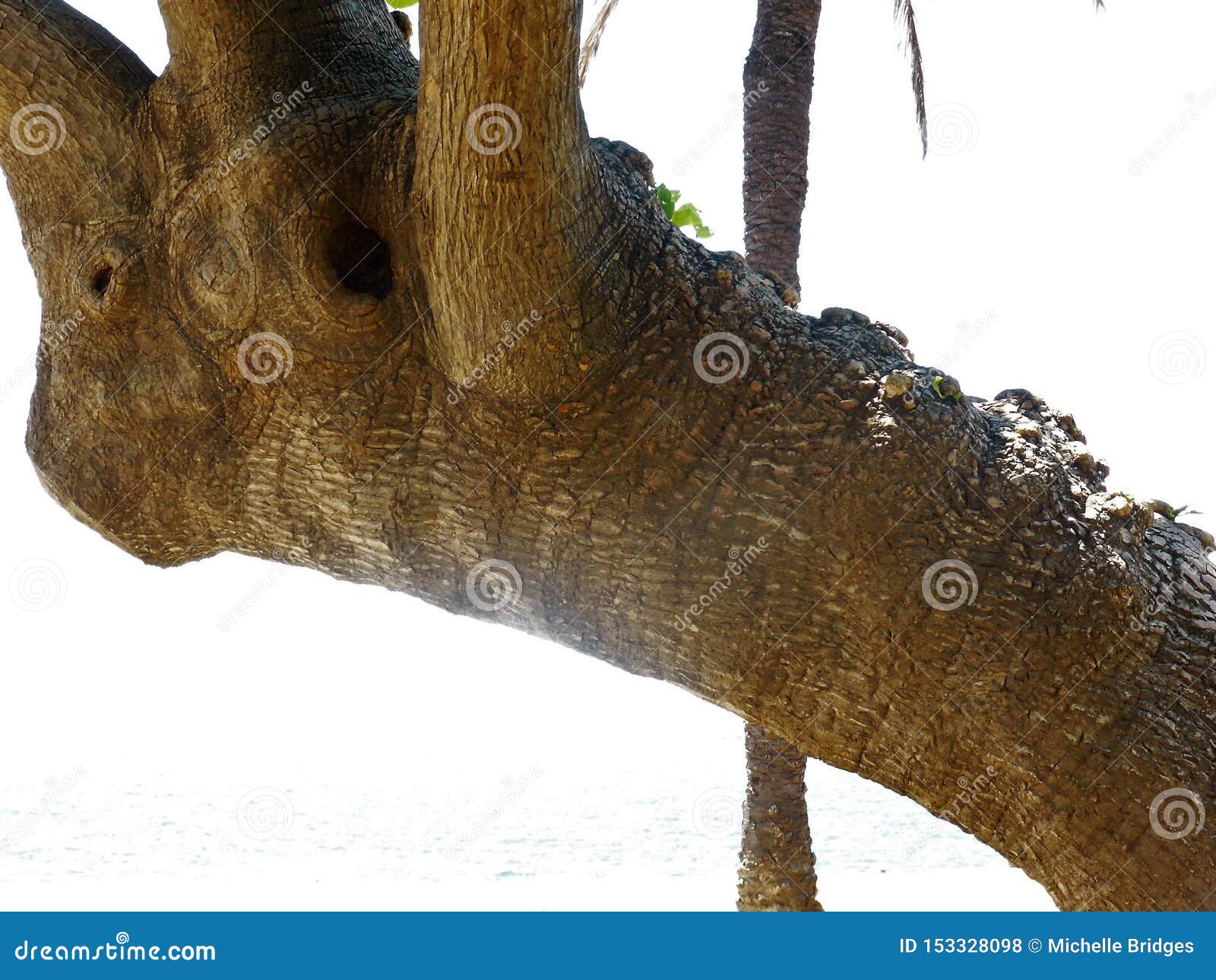 Big Tree Trunk with Branches Stock Photo - Image of lovely, trunk ...