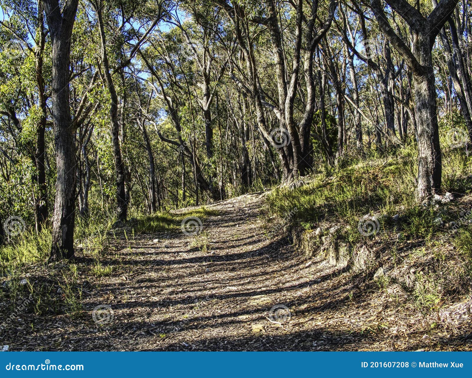 Hiking Track of Carro Track Stock Photo - Image of national, belair ...