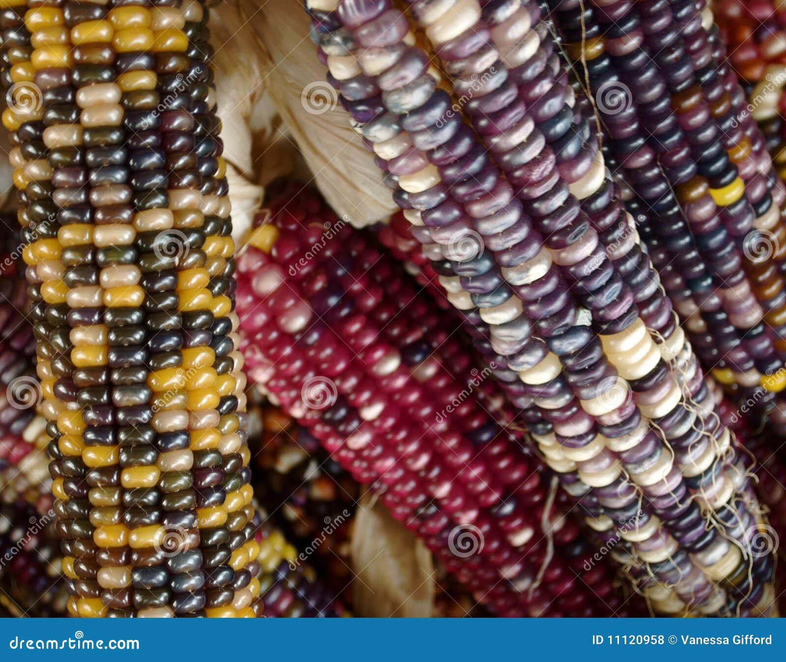 Maíz coloreado multi foto de archivo. Imagen de indio - 11120958