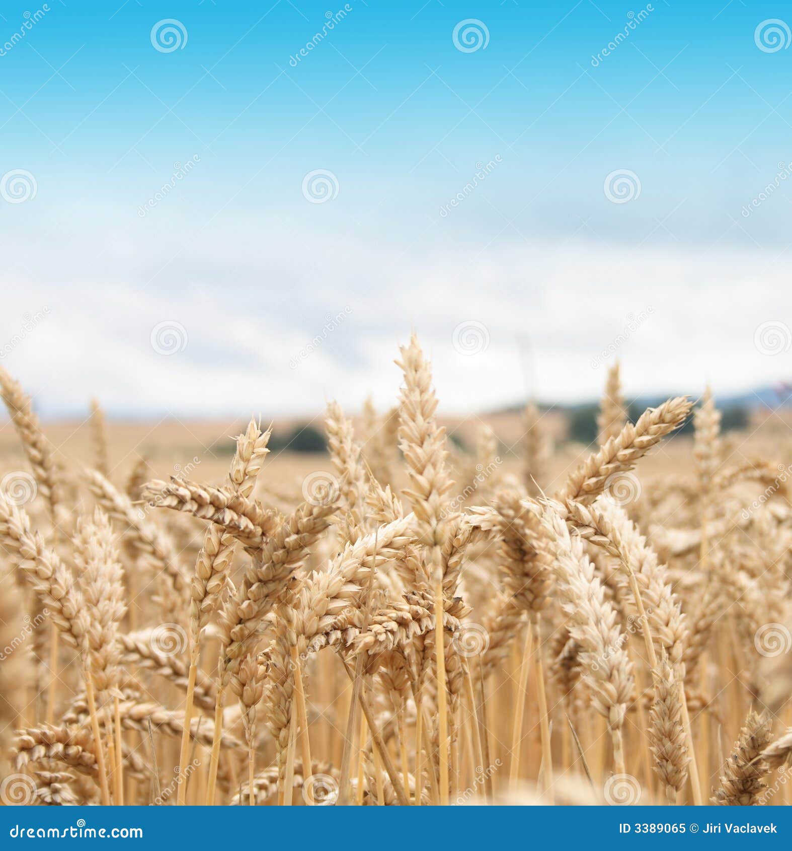 Maíz de oro imagen de archivo. Imagen de azul, alimento - 3389065