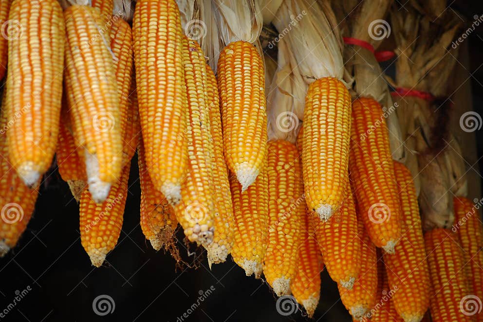 Maíz De Sequía Para El Germen Foto de archivo - Imagen de plantar, mayo ...