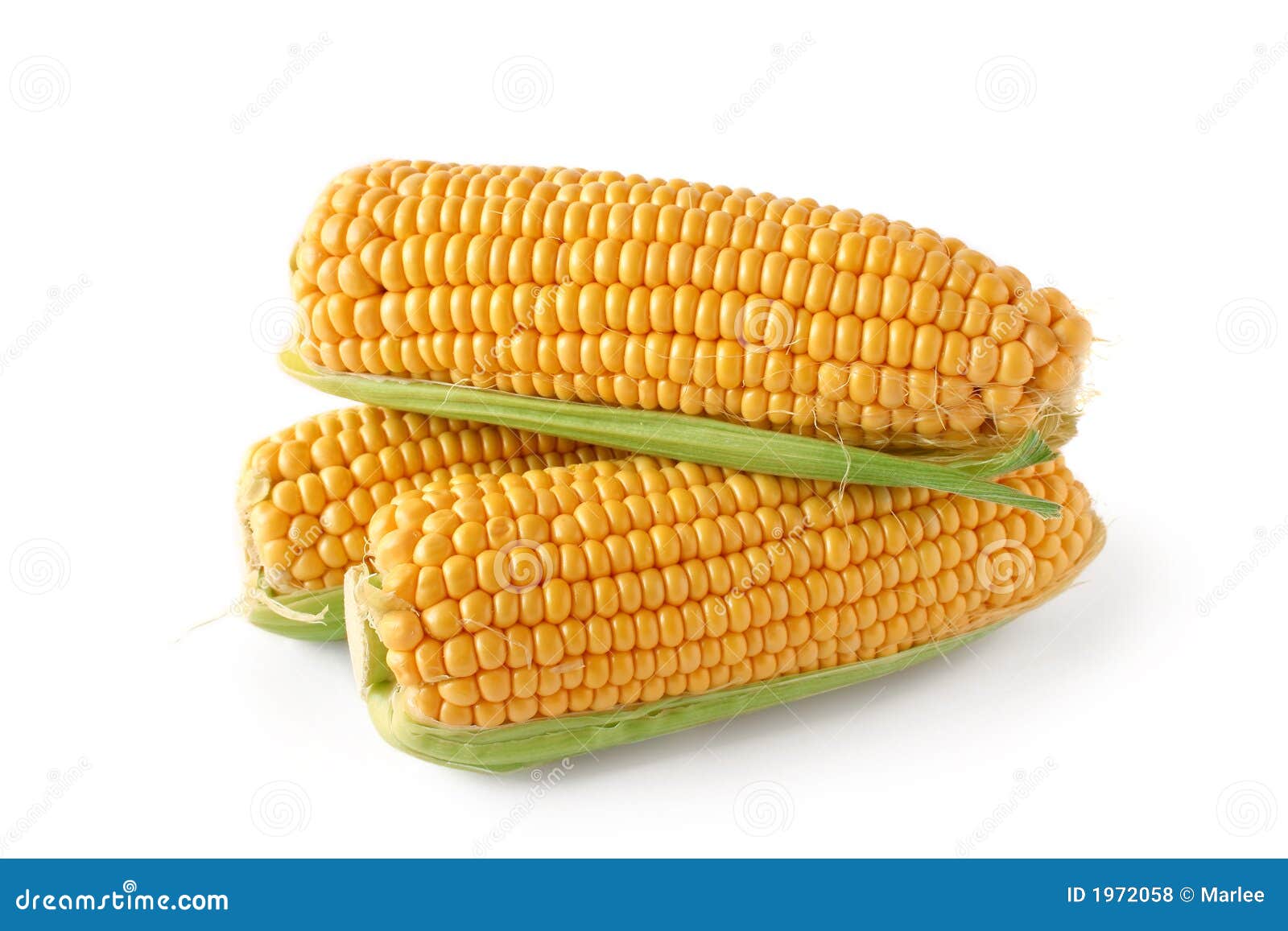 Maíz en la mazorca foto de archivo. Imagen de colorido - 1972058