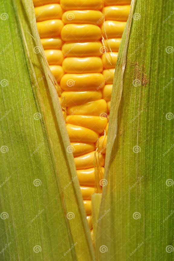 Maíz en la mazorca foto de archivo. Imagen de amarillo - 3791340