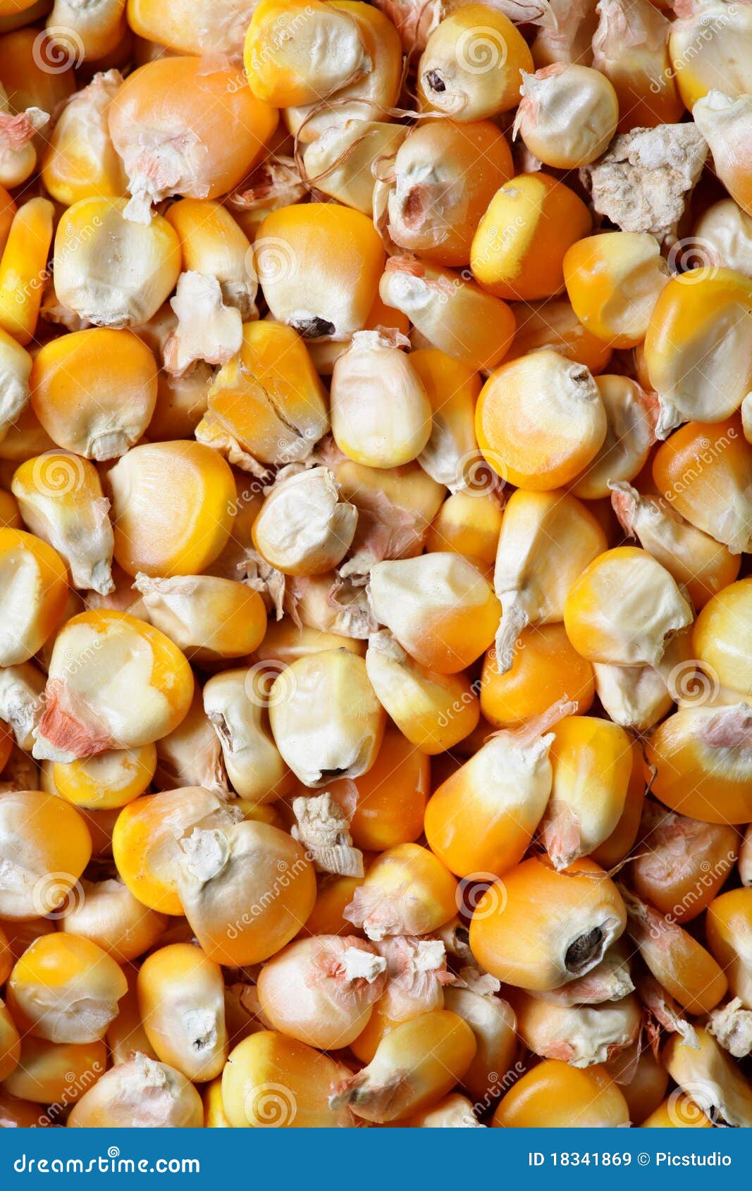 Maíz seco imagen de archivo. Imagen de macro, seco, gérmenes - 18341869