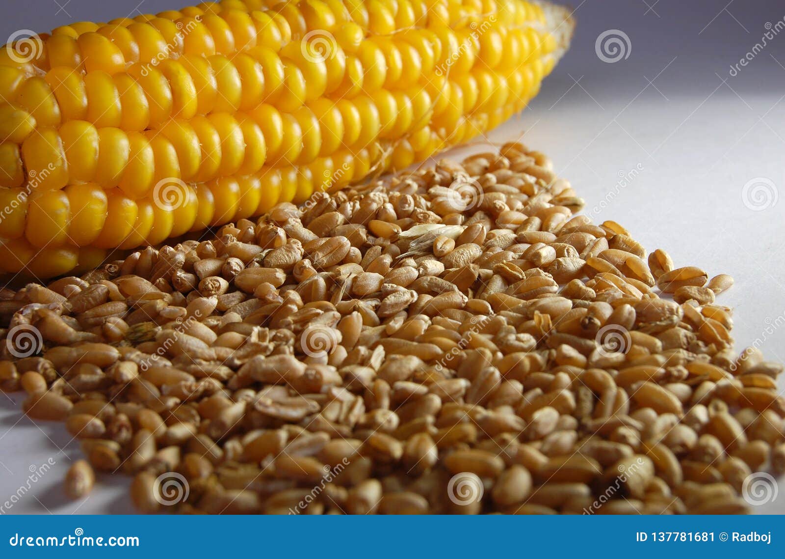 Maíz y trigo imagen de archivo. Imagen de escritorio - 137781681